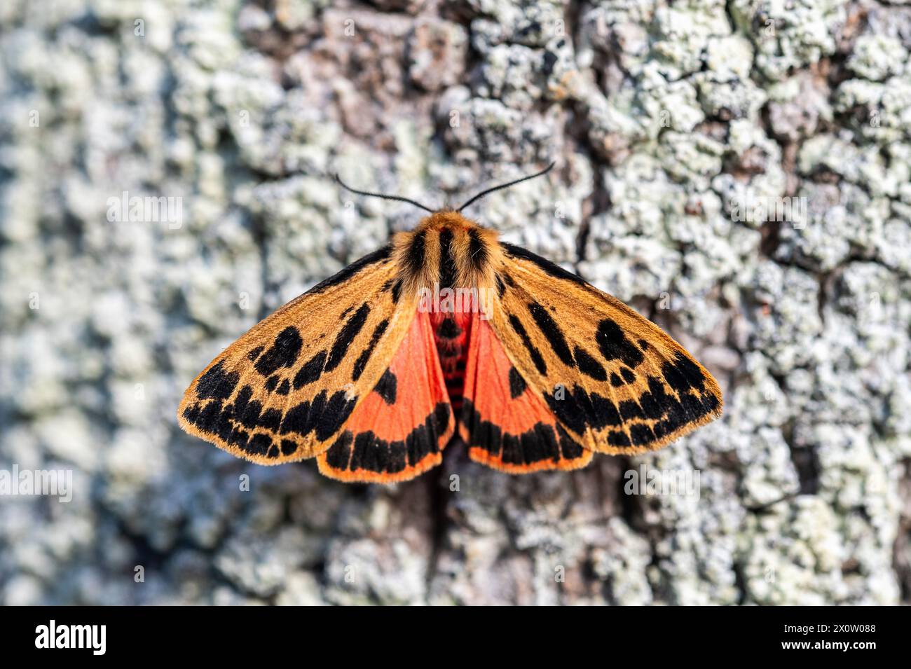 Crimson tiger moth hi-res stock photography and images - Alamy