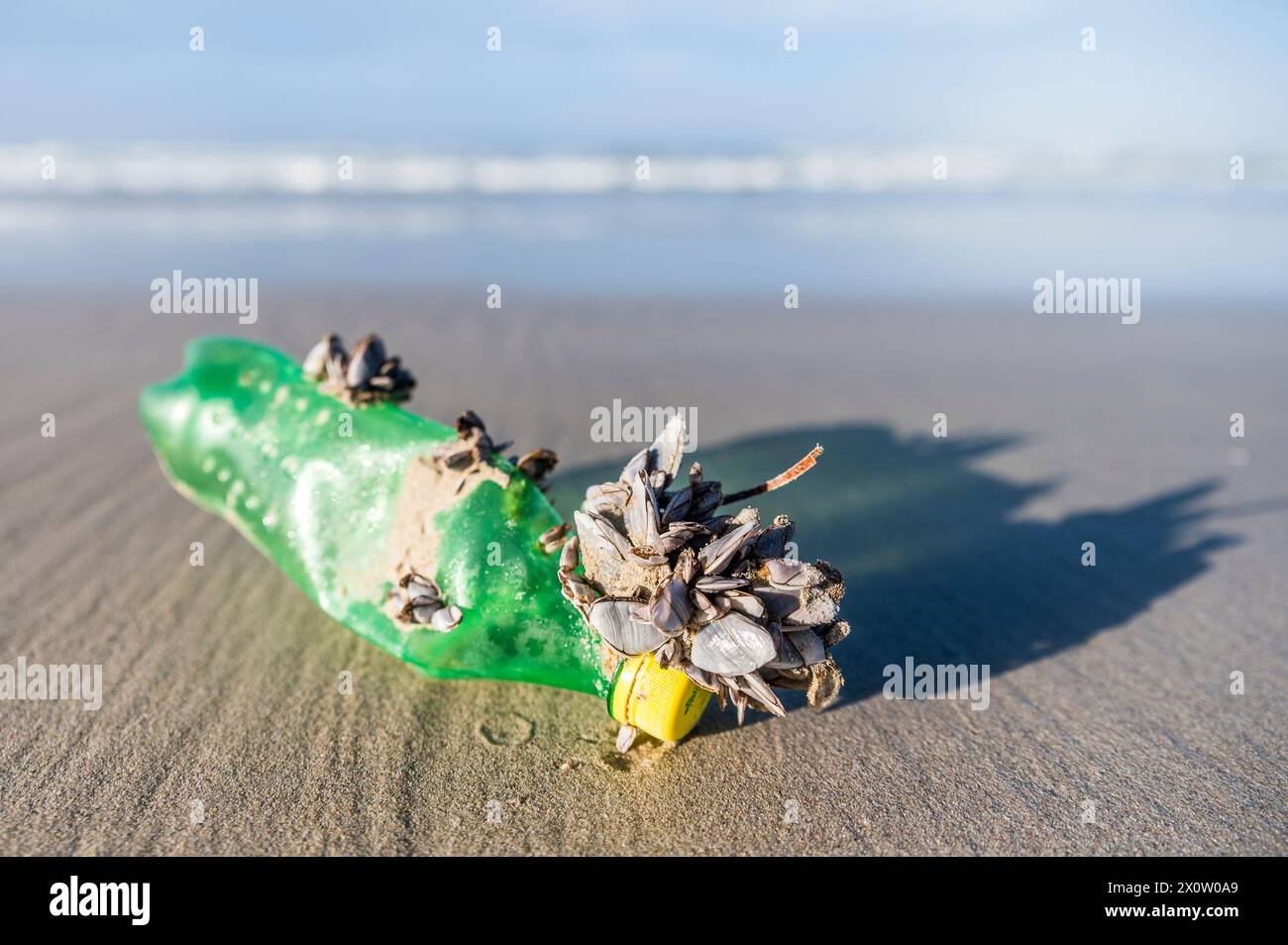 Goose barnacles (Lepas sp.) on a pet bottle, waste as life support ...