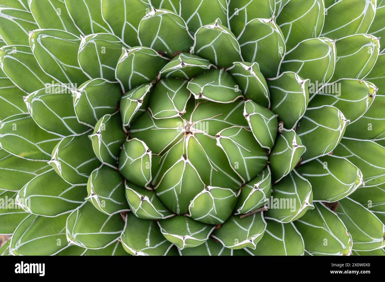 Agave victoriae-reginae, the Queen Victoria agave or royal agave, seen ...