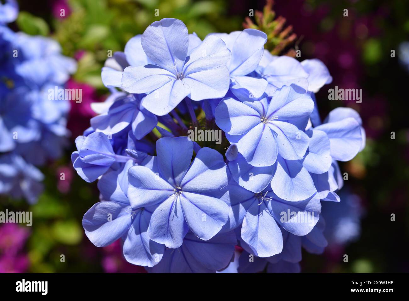 Close up view of vibrant blue floral patterns hi-res stock photography ...