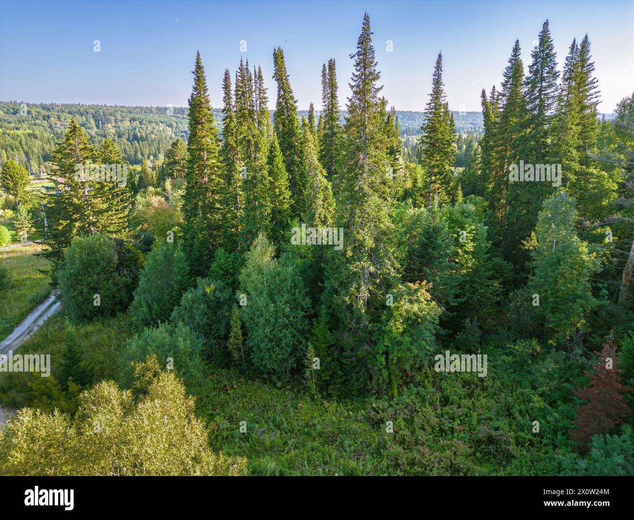 Typical of coniferous trees hi-res stock photography and images - Alamy