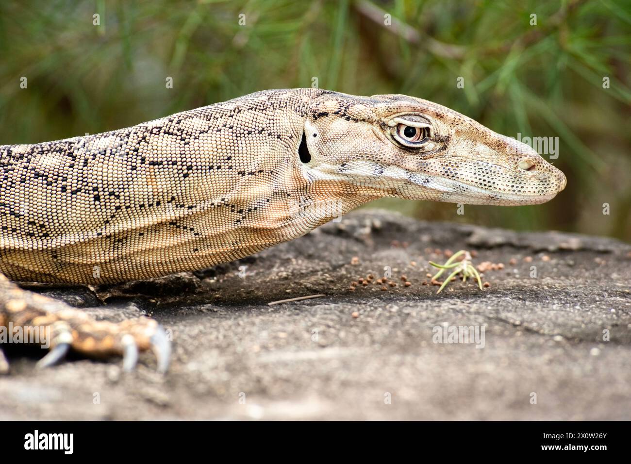 The perentie is a species of monitor lizard. It is one of the largest ...