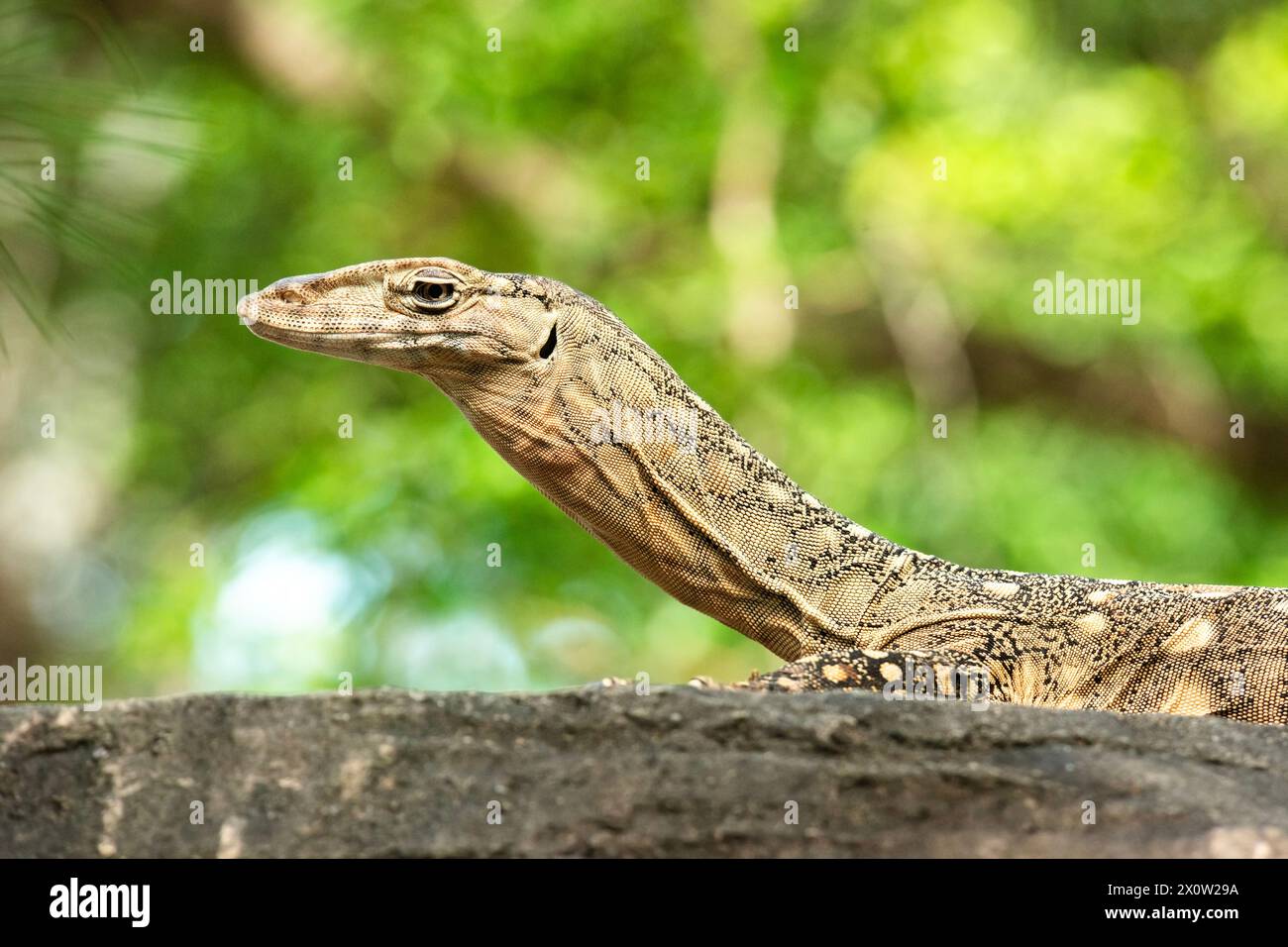 The perentie is a species of monitor lizard. It is one of the largest ...