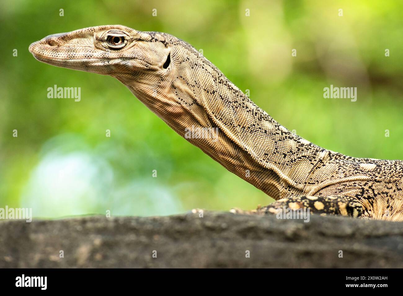 The perentie is a species of monitor lizard. It is one of the largest ...