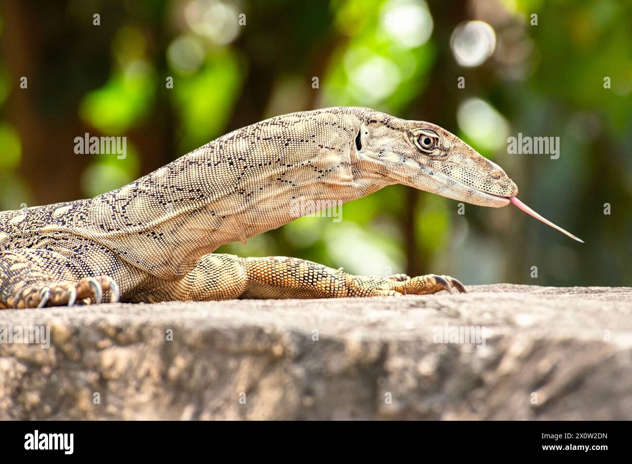 Perentie lizard hi-res stock photography and images - Alamy