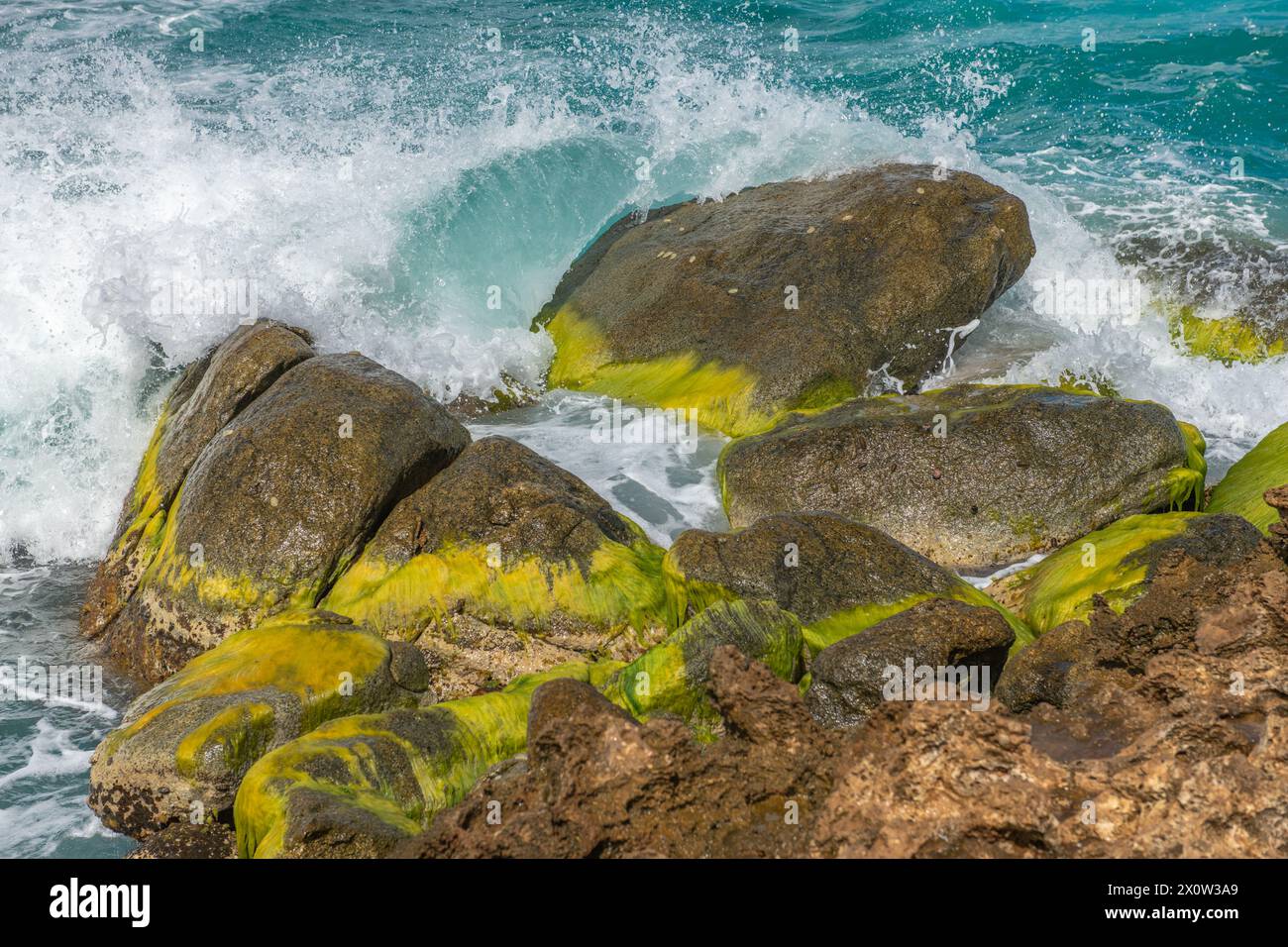 weed covered rocks along Aruba's north coast Stock Photo - Alamy