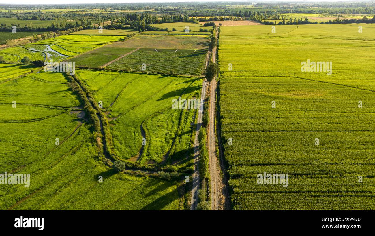 Aerial view of green rice field. Drone shot frome above Stock Photo - Alamy