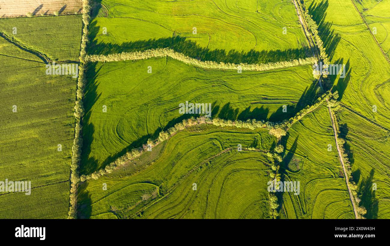 Aerial view of green rice field. Drone shot frome above Stock Photo - Alamy