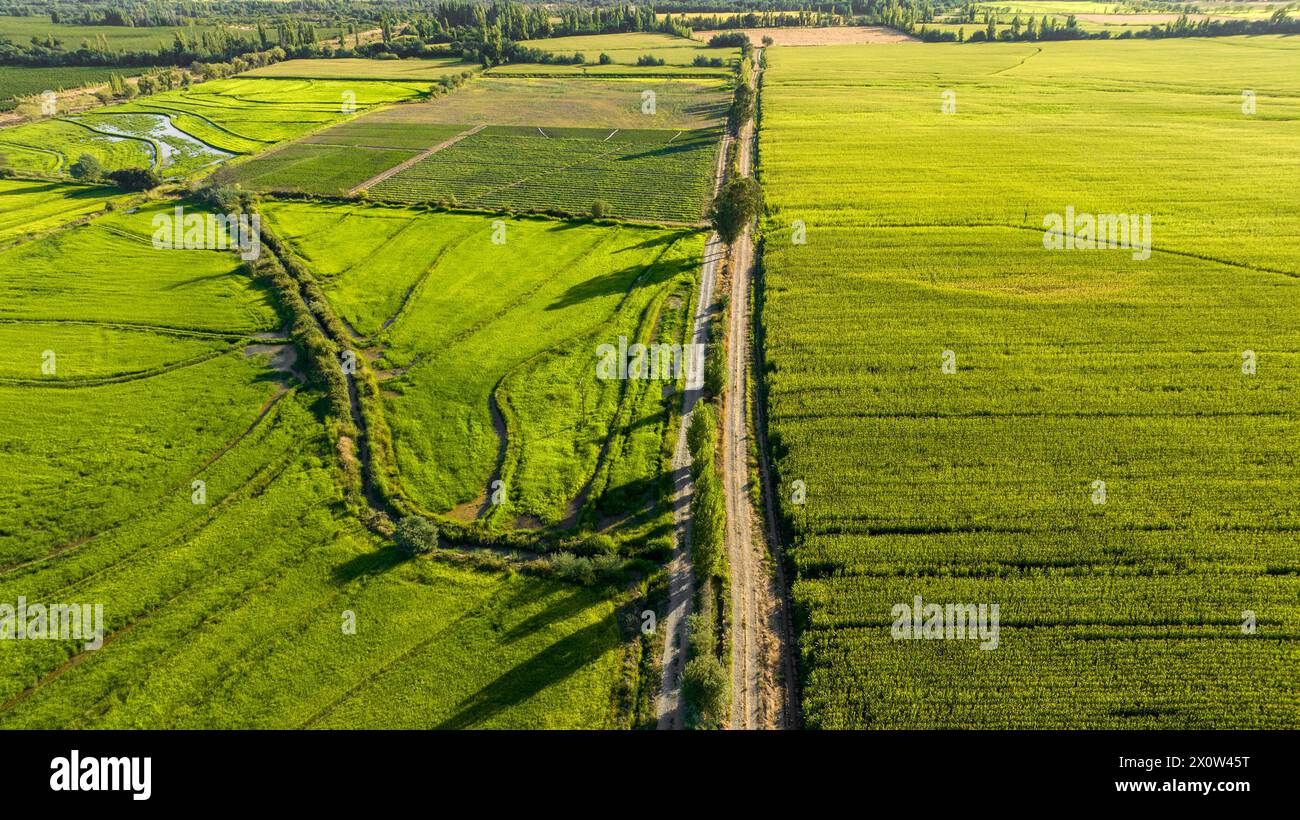 Aerial view of green rice field. Drone shot frome above Stock Photo - Alamy