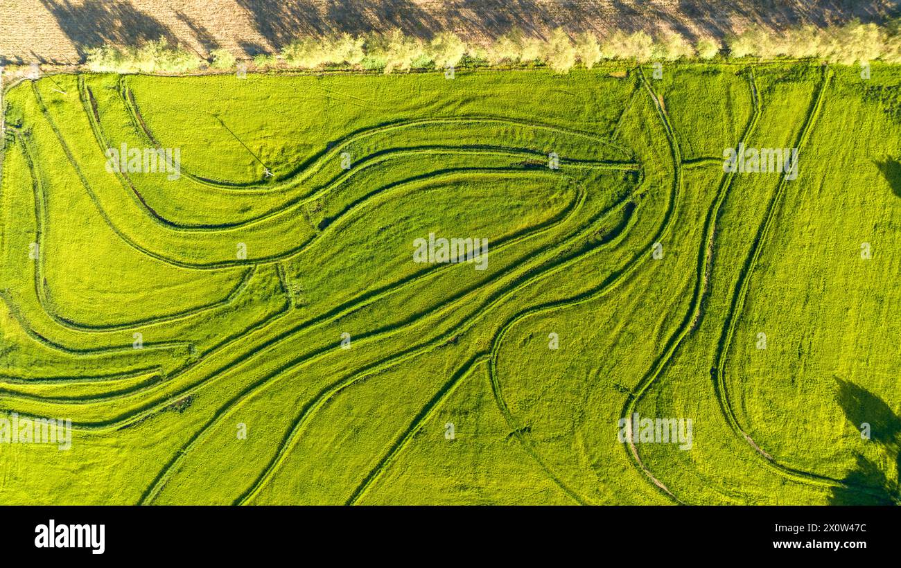 Aerial view of green rice field. Drone shot frome above Stock Photo - Alamy