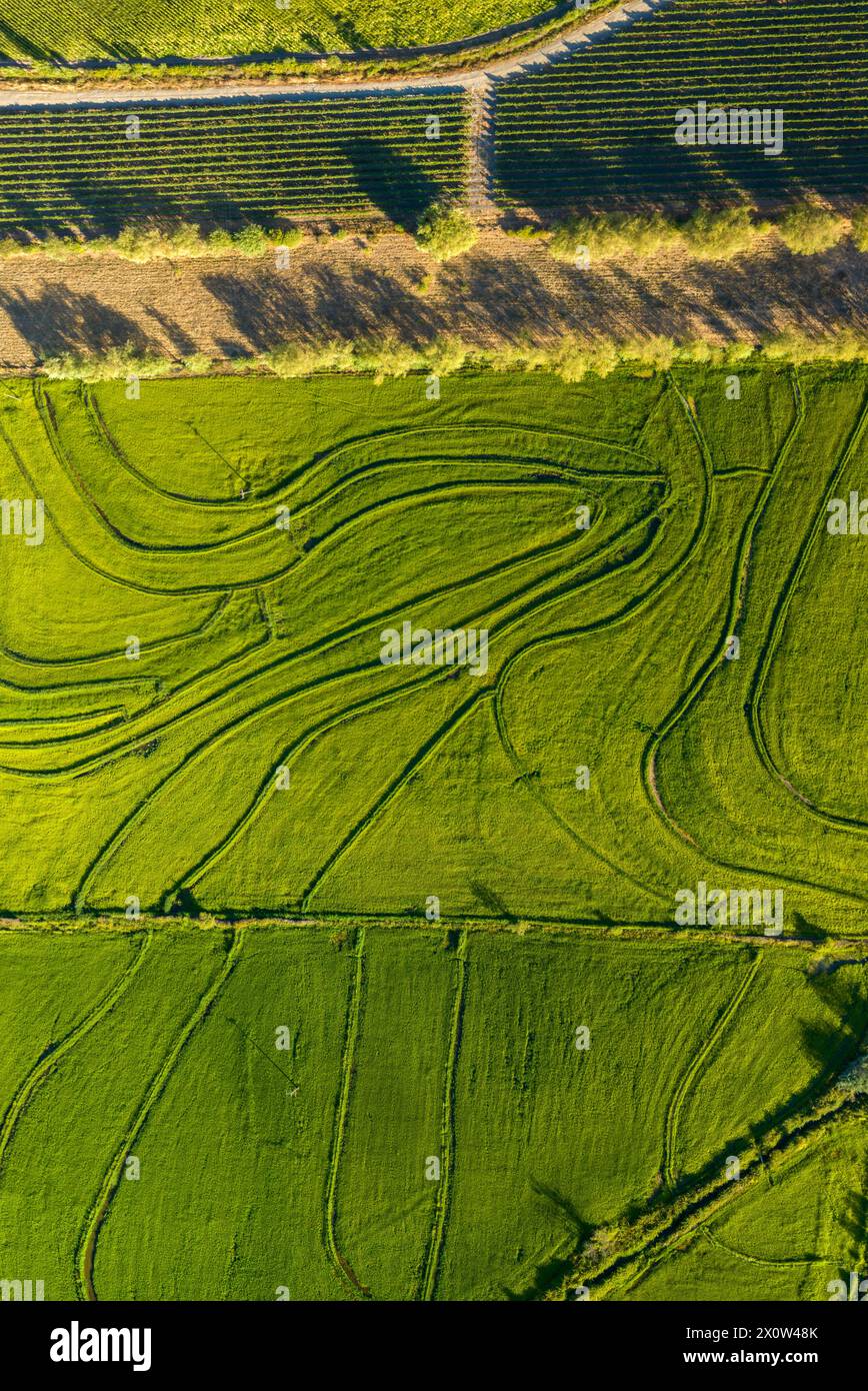 Aerial view of green rice field. Drone shot frome above Stock Photo - Alamy