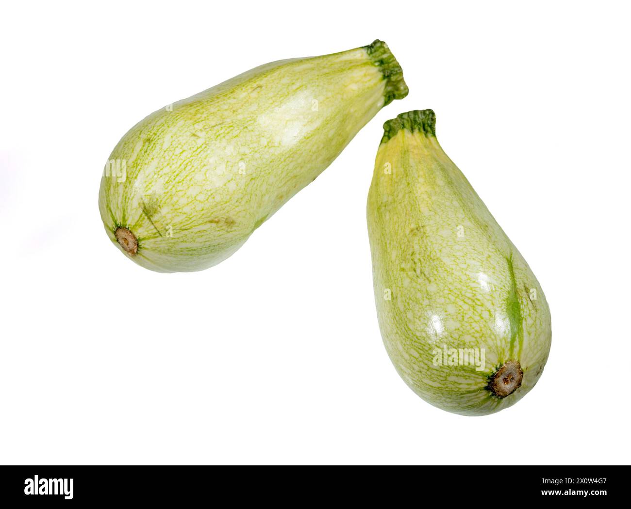 Lebanese Zucchini, Cucurbita pepo, is a variety speckled and light ...