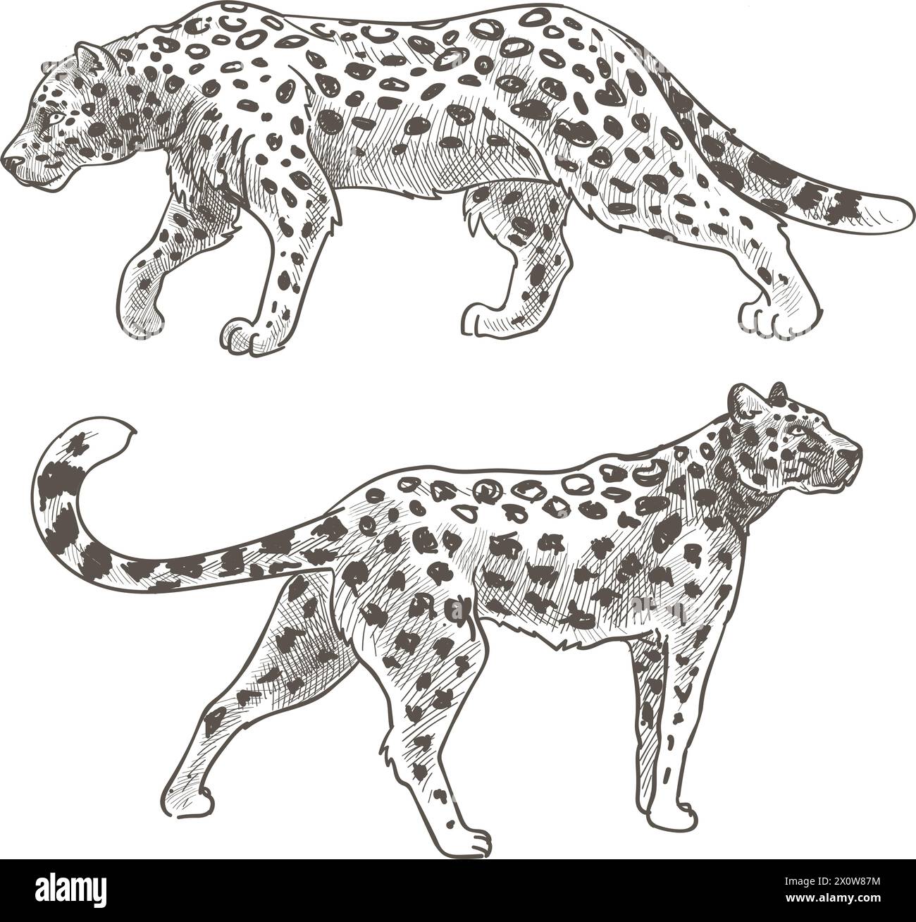 Vintage Hand Drawn Leopard Illustration Stock Vector Image & Art - Alamy