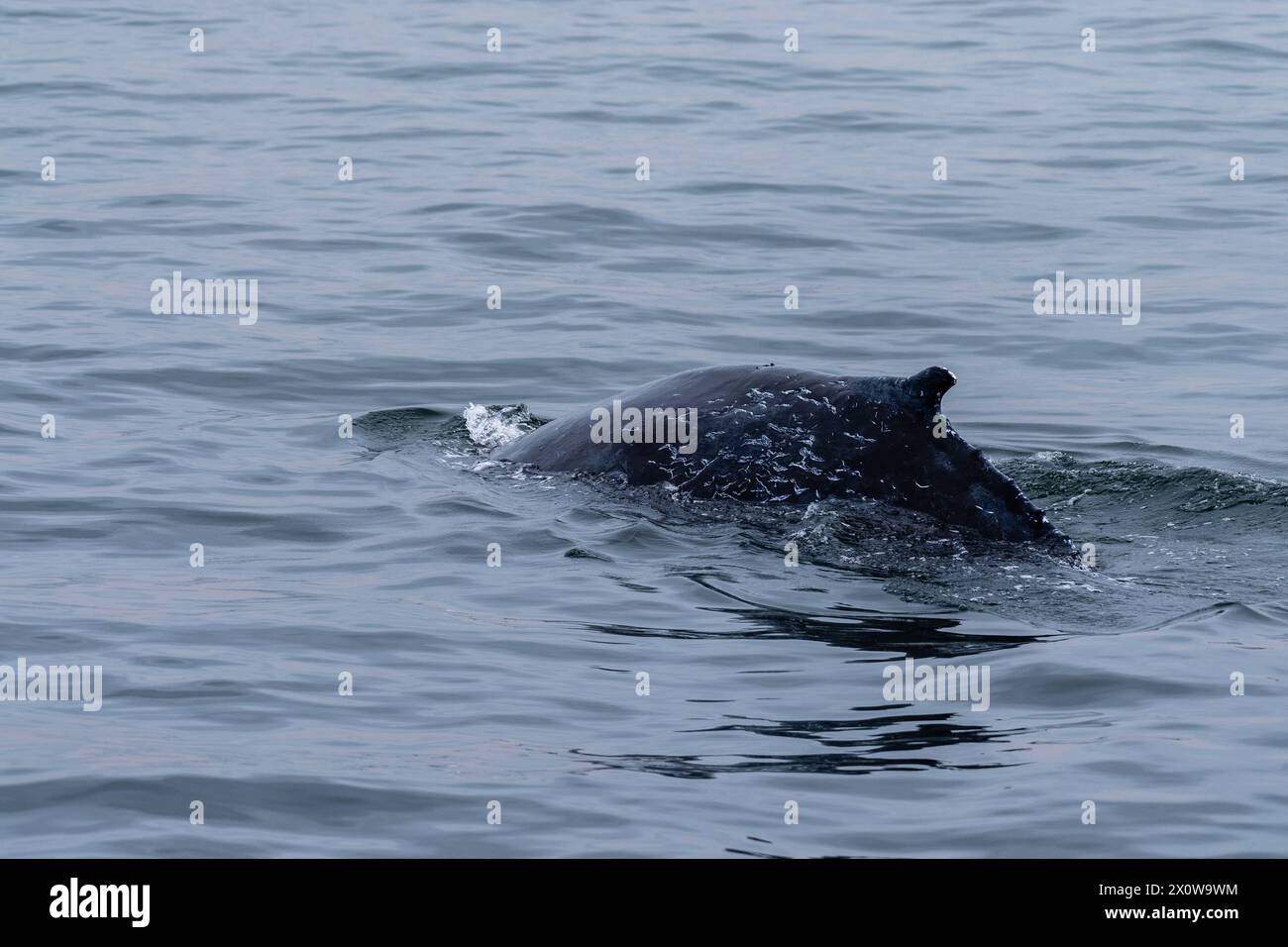 Dorsal fin of a surfacing whale, in Walvis Bay, Namibia Stock Photo - Alamy