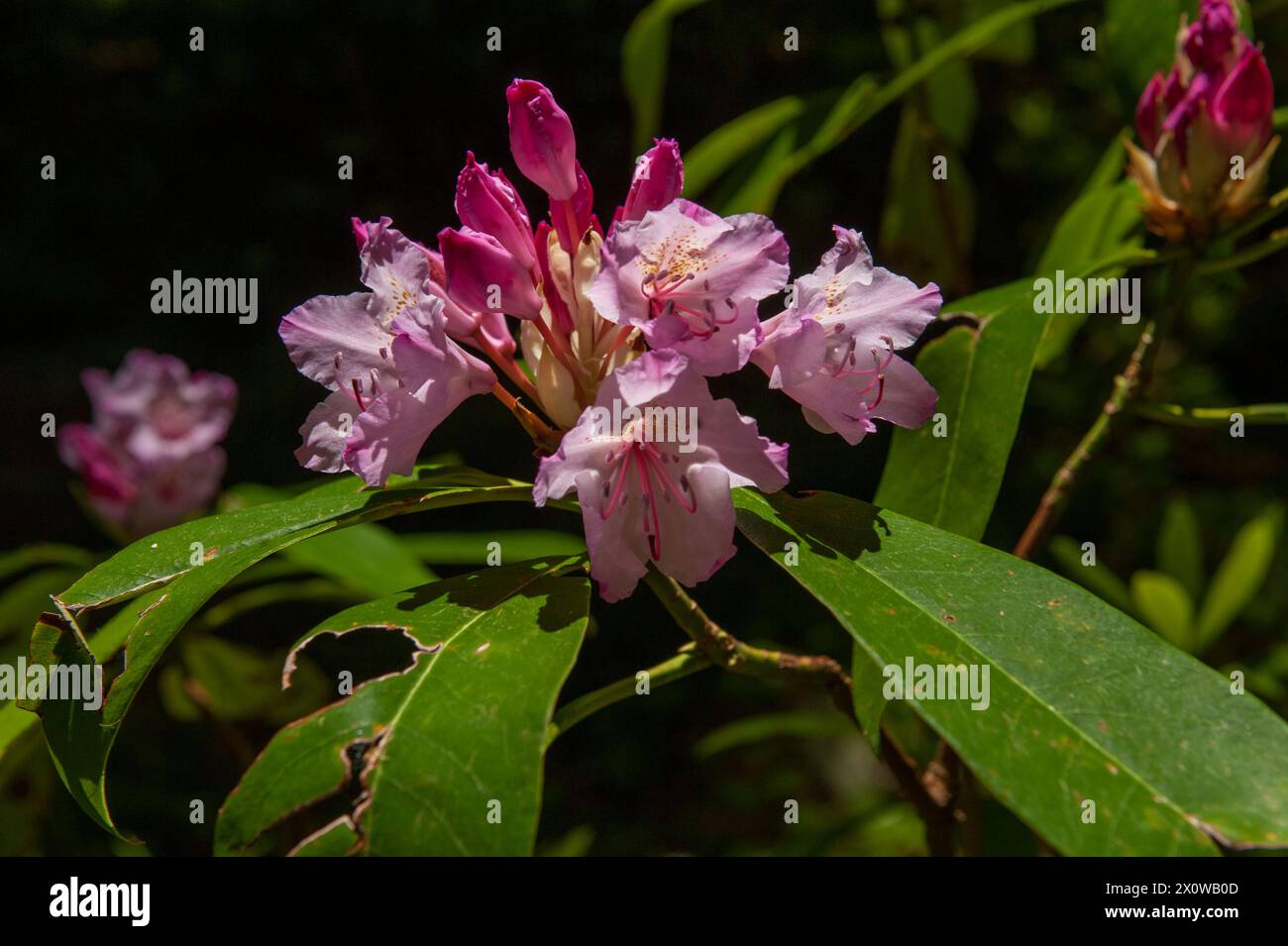 Pacific rhododendron (Rhododendron macrophyllum) on Oregon's ...