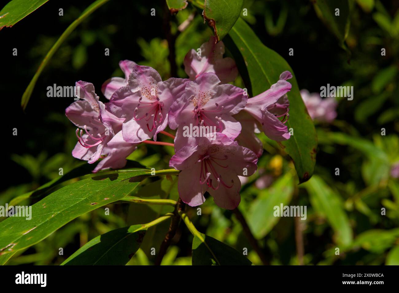 A wild Pacific rhododendron (Rhododendron macrophyllum) on Oregon's ...