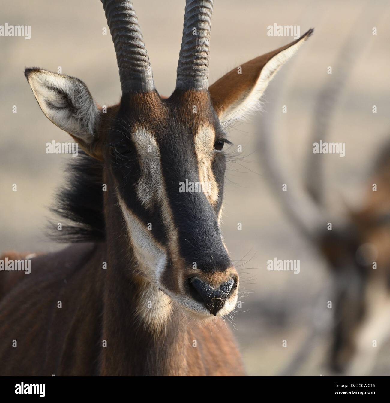 Sable antelope in the ugab valley in Namibia Stock Photo - Alamy