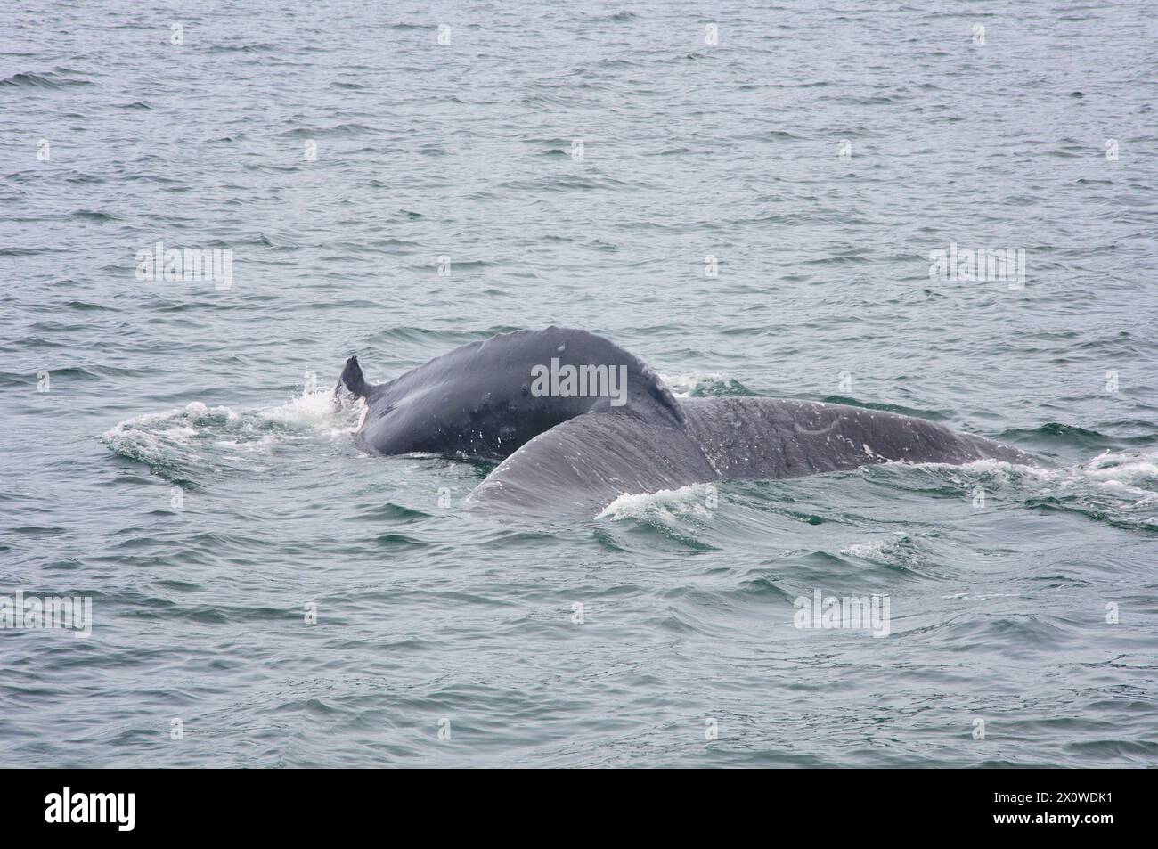 A majestic humpback whale surfaces, showcasing its massive back in the ...