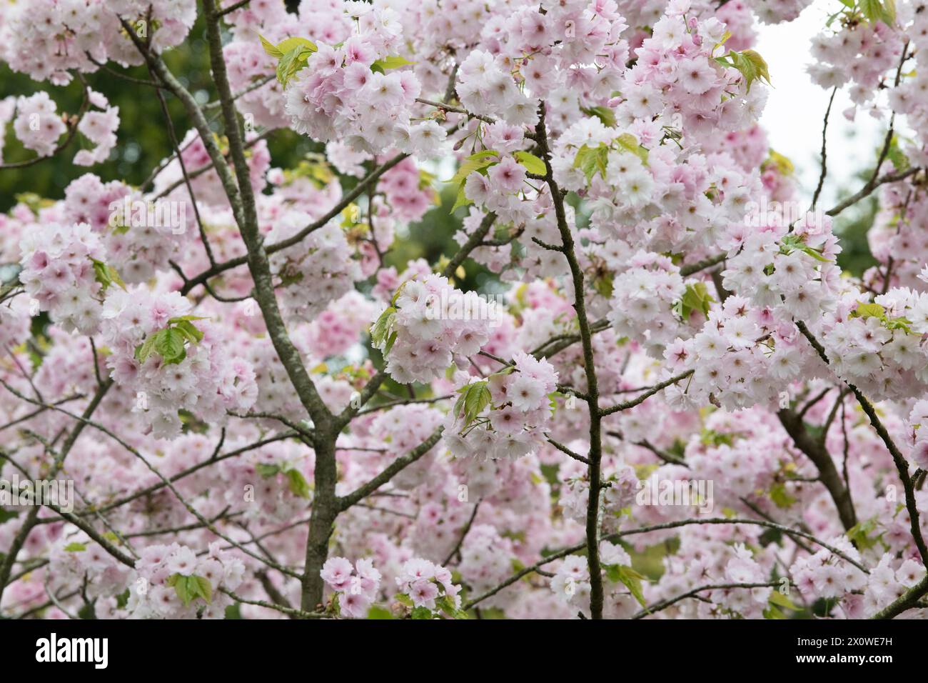 Prunus Matsumae 'Beni-botan'. Japanese Cherry Tree blossom. UK Stock ...