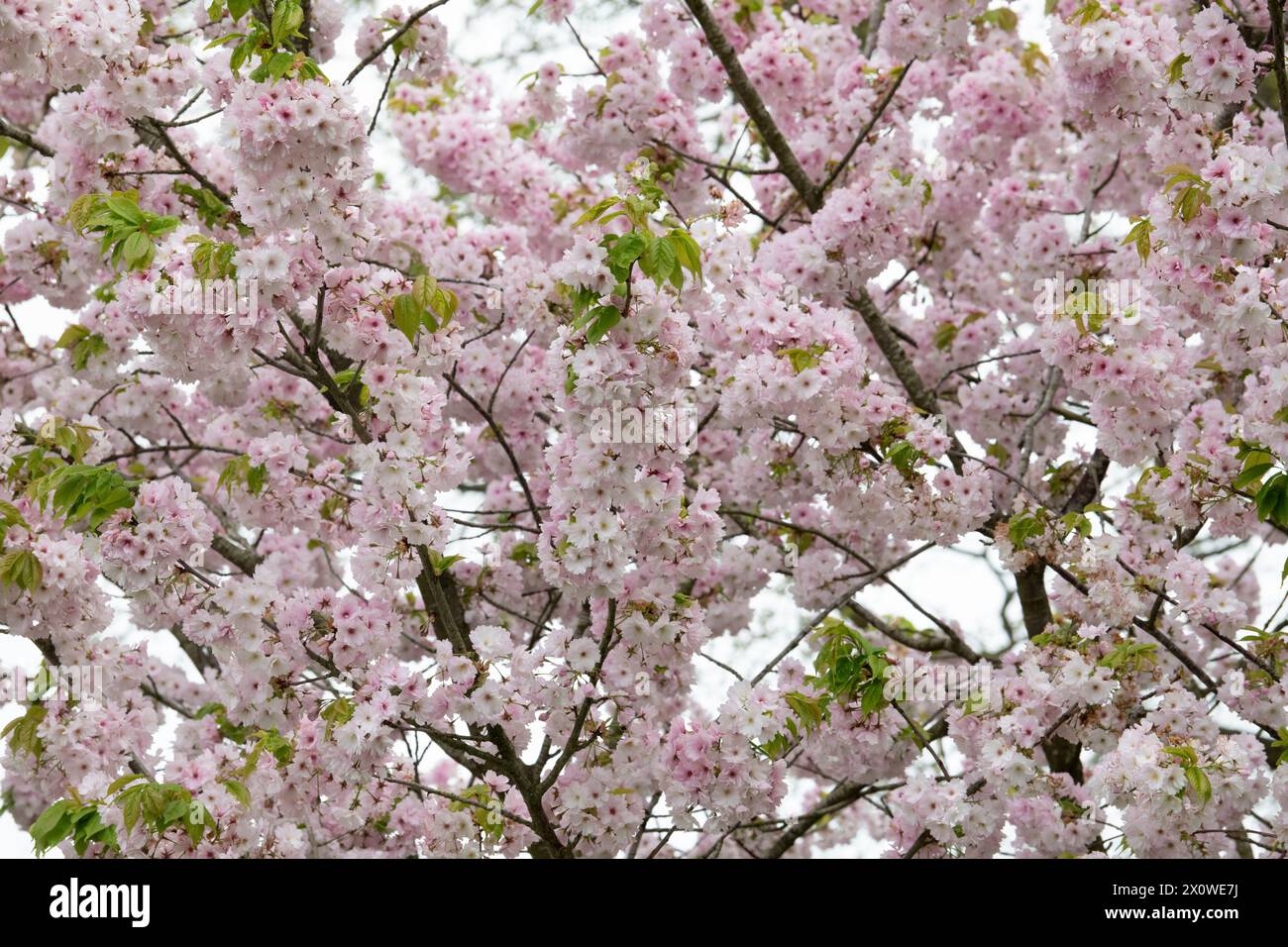 Prunus Matsumae 'Beni-botan'. Japanese Cherry Tree blossom. UK Stock ...