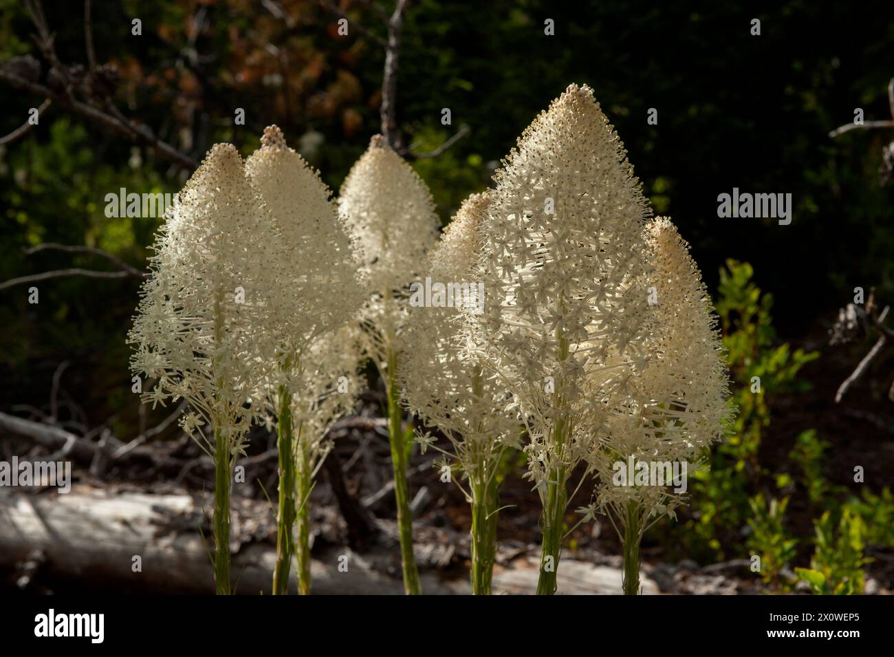 Clumps of beargrass (Xerophyllum tenax) in bloom in Oregon's Cascade ...