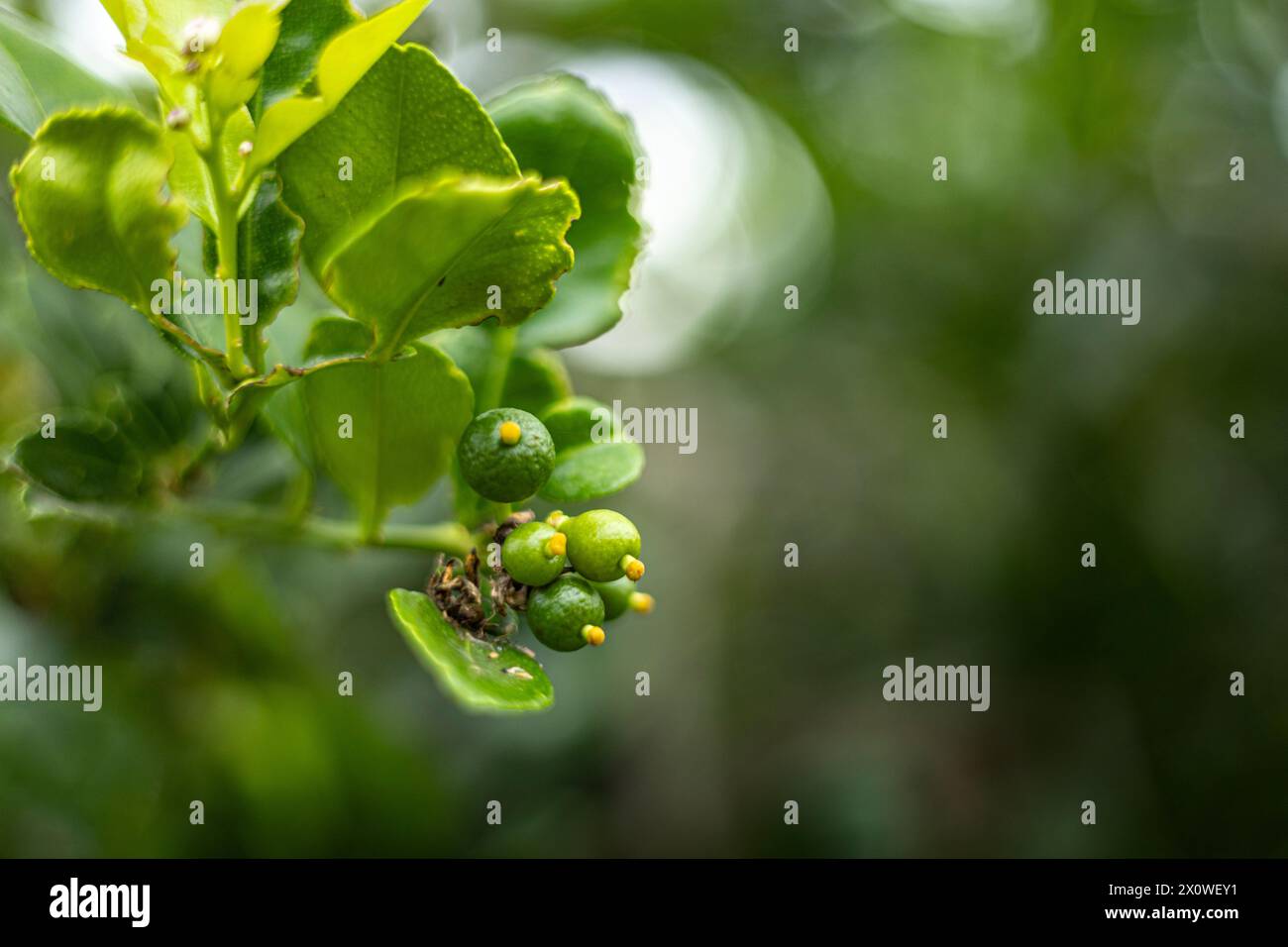 Close up shot of Kaffir lime flower and its leaves growing in tropical ...