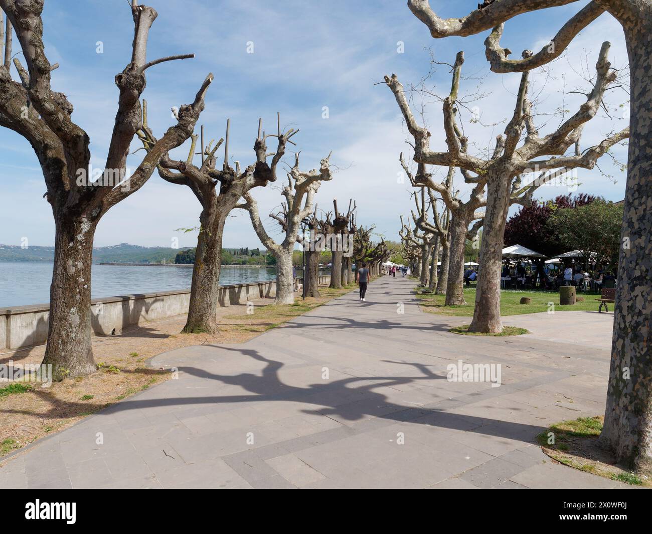 Unusual shaped trees in the town of Marta on Lake Bolsena, Viterbo ...