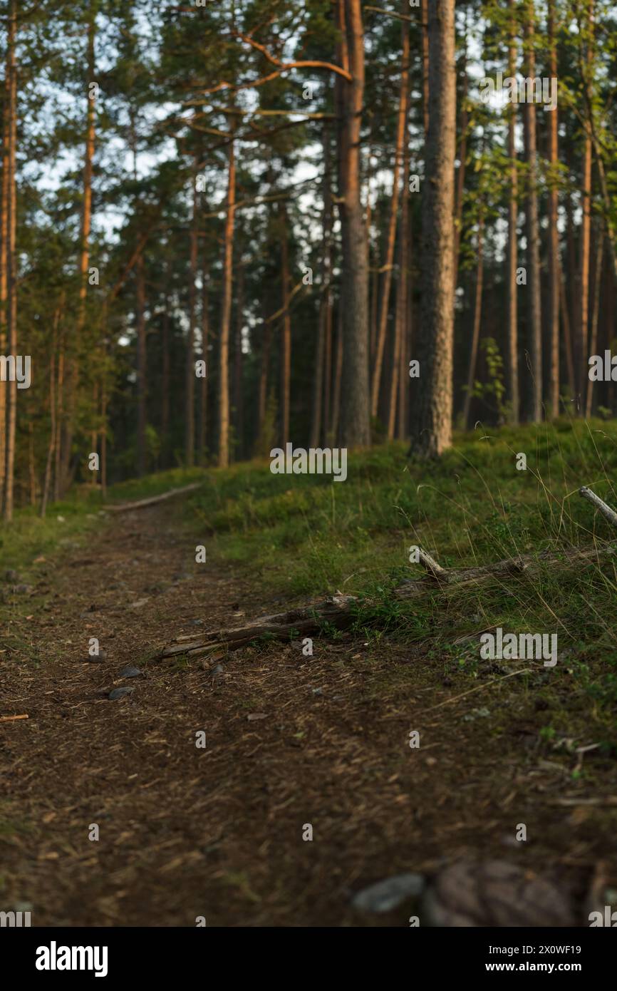 Summer pine forest on a warm day with lots of greenery and bilberries ...