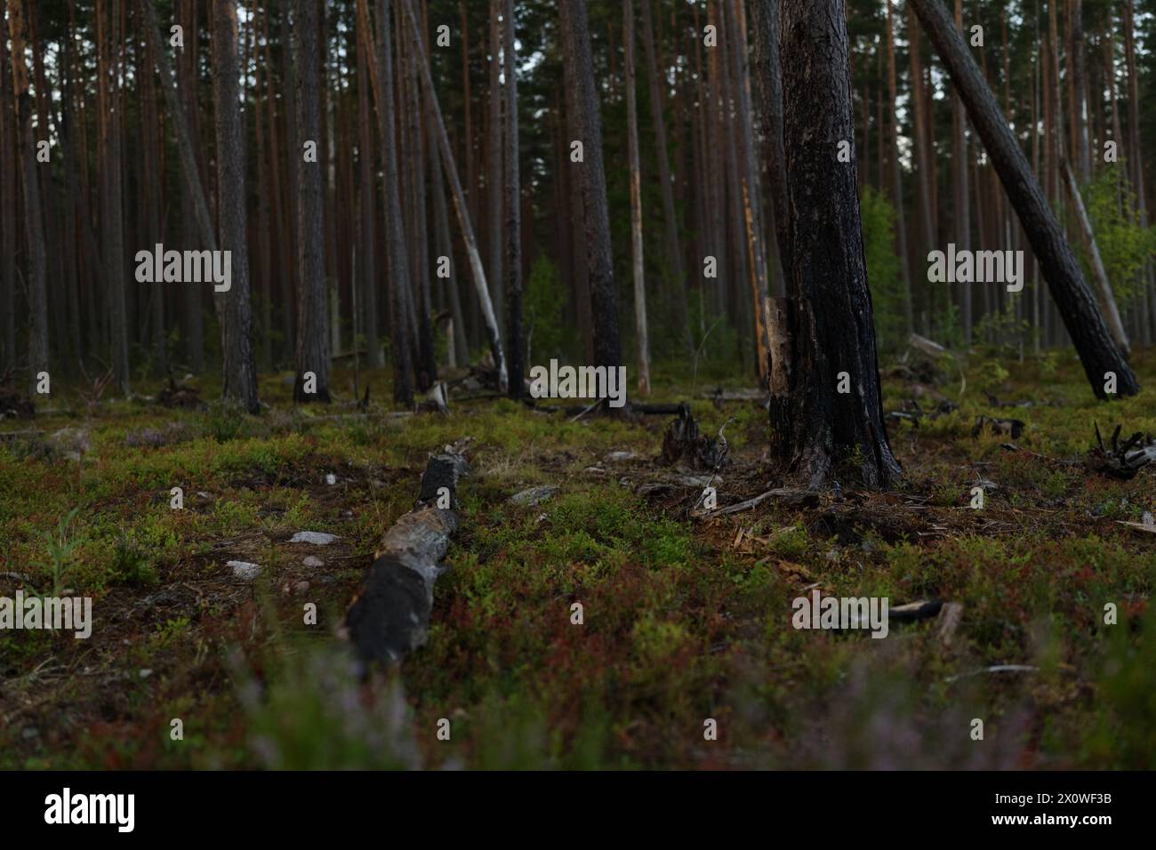 Pine forest recover after wildfire in summer, nature photo Stock Photo ...