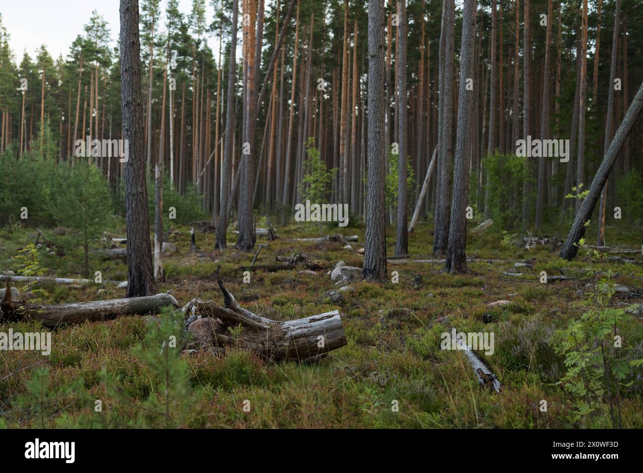 Pine forest recover after wildfire in summer, nature photo Stock Photo ...