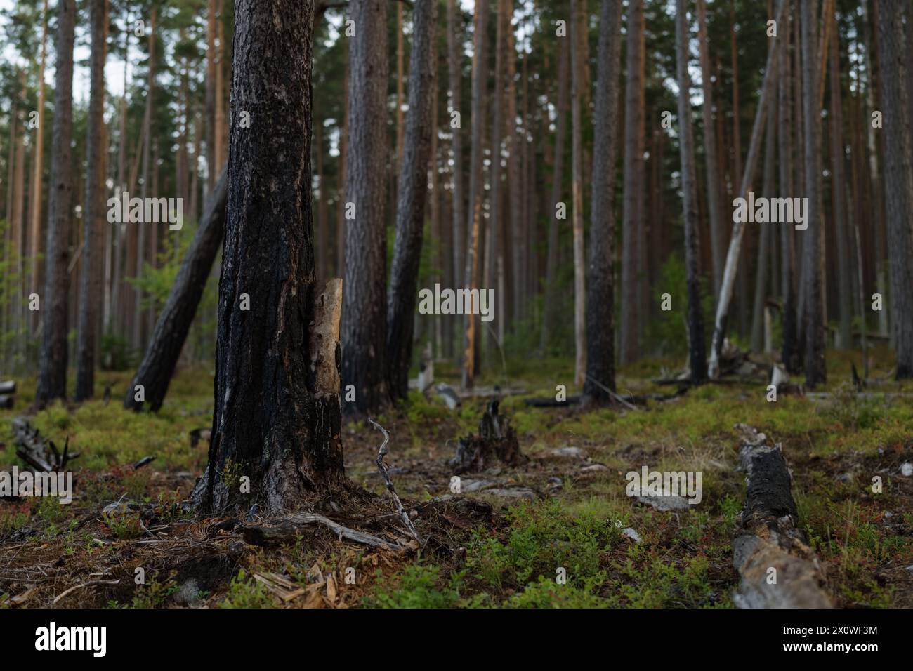 Pine forest recover after wildfire in summer, nature photo Stock Photo ...