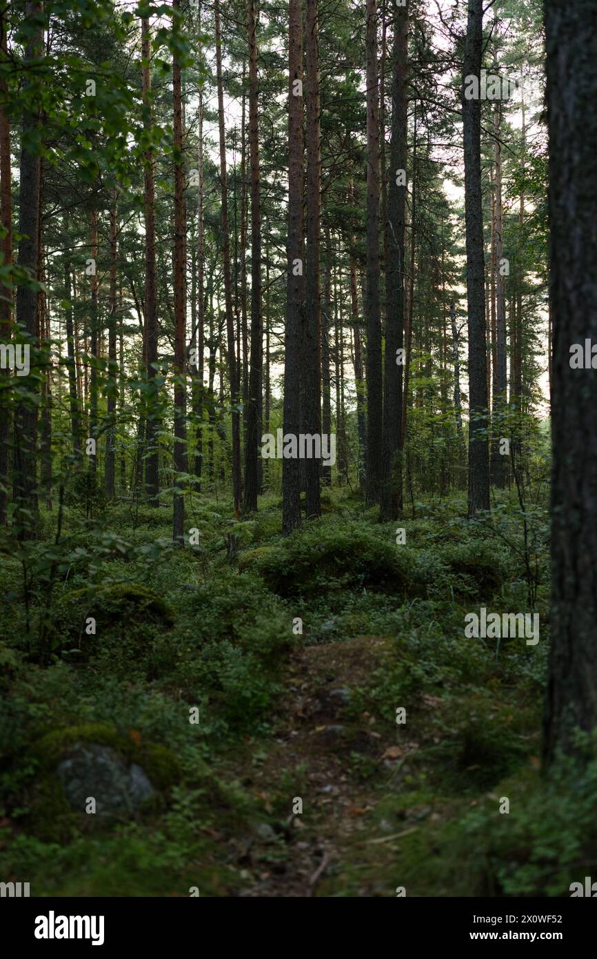Summer pine forest on a warm day with lots of greenery and bilberries ...