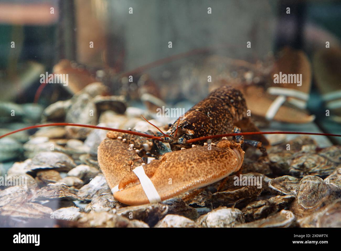 Spotted lobster with bandaged claws sits on the bottom of an aquarium ...