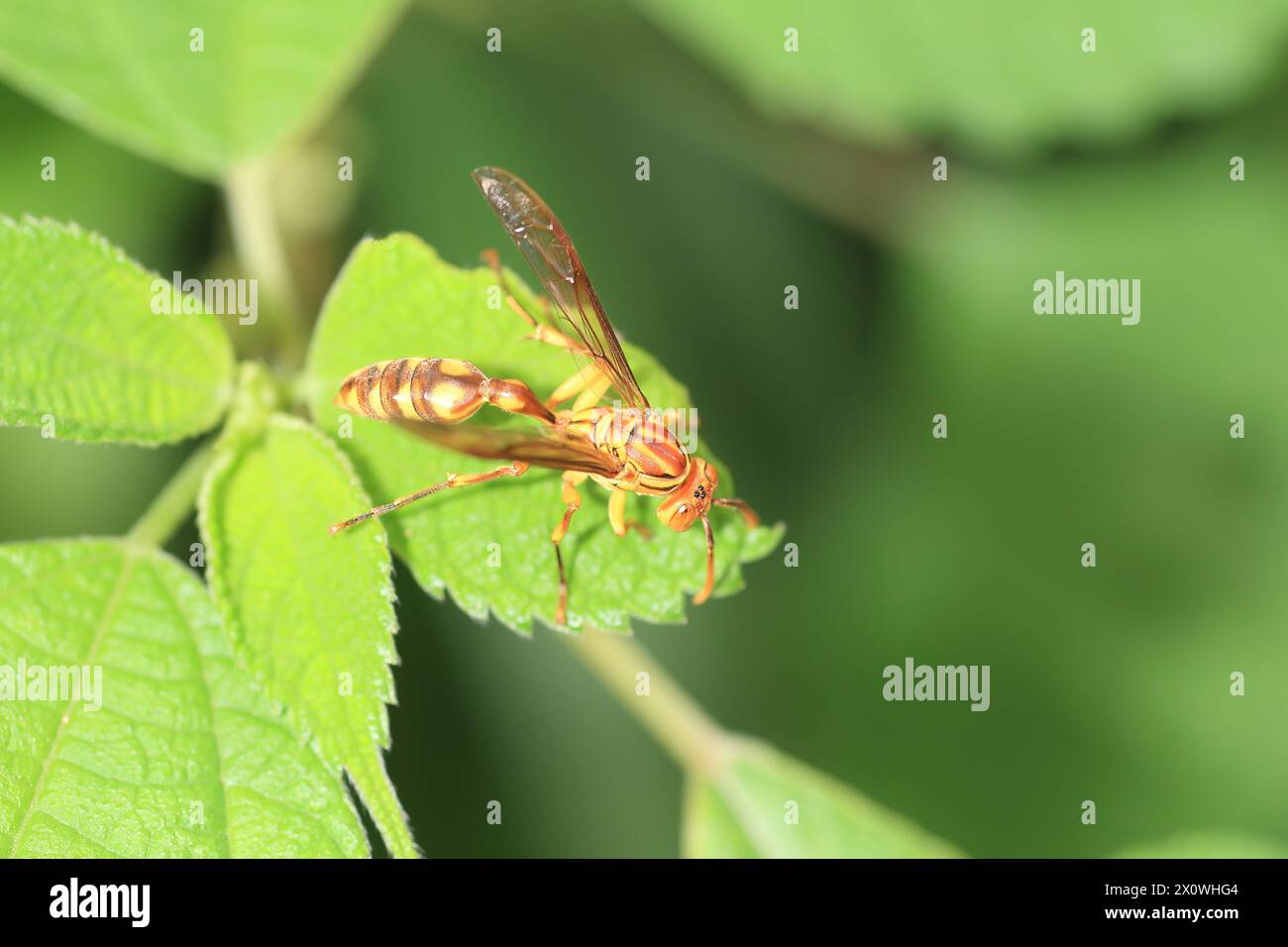 Parapolybia indica is a species of wasp belonging to the family ...
