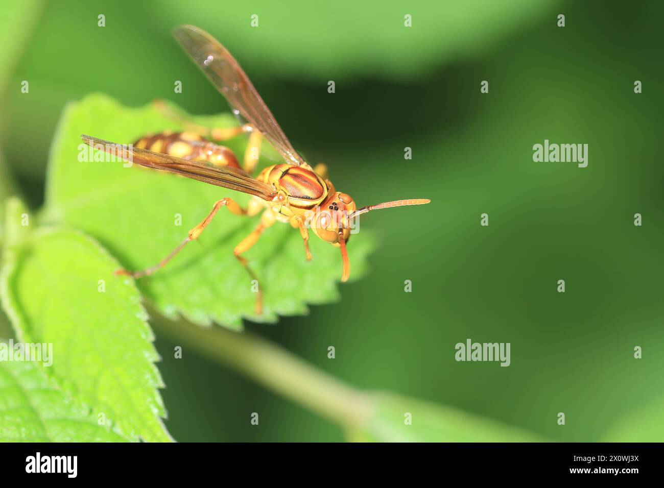 Parapolybia indica is a species of wasp belonging to the family ...