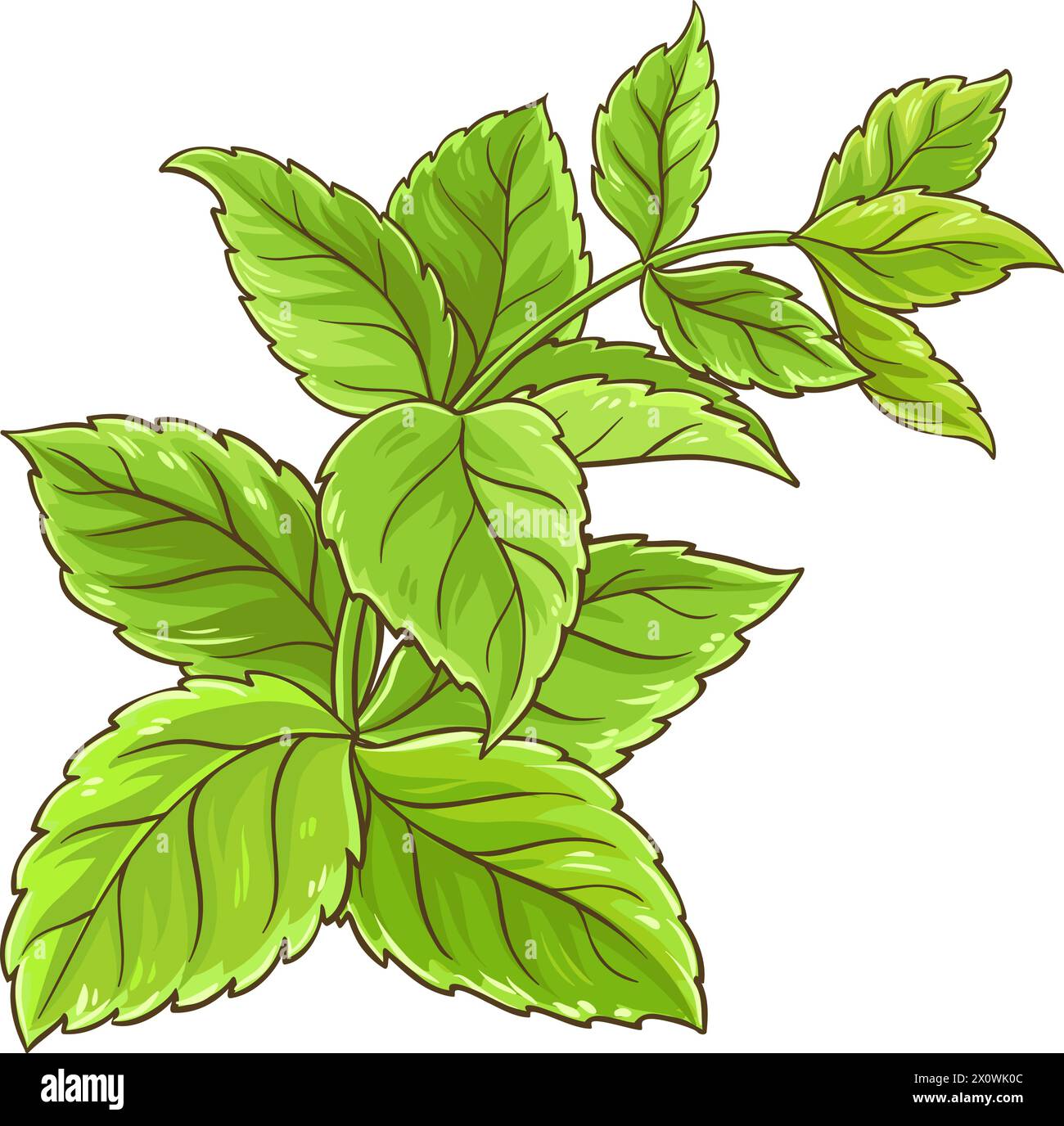 Melissa Branch Colored Detailed Illustration Stock Vector Image & Art ... Melissa Branch Colored Detailed Illustration Stock Vector Image & Art ...