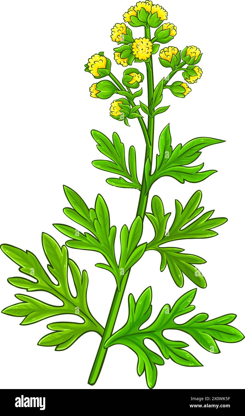 Wormwood Plant Colored Detailed Illustration Stock Vector Image & Art - Alamy