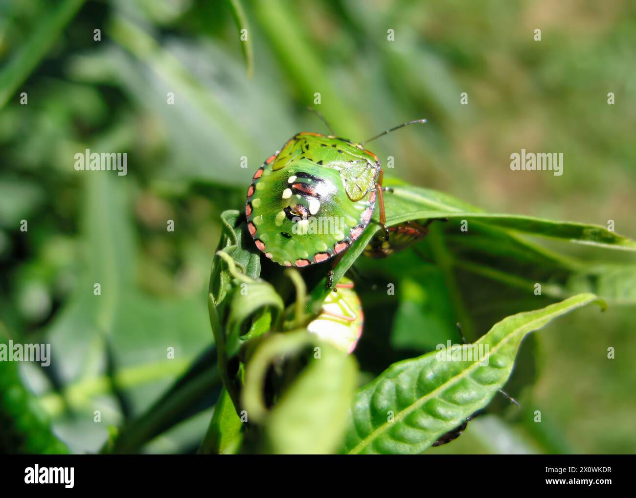 Stink Bug AKA Sheild Bug Stock Photo - Alamy