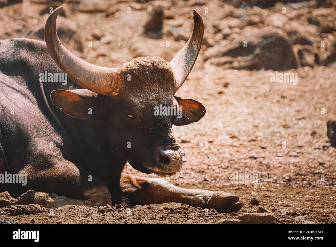 . Gaur Bull, Bos Gaurus Or Indian Bison Resting On Ground. It Is The ...