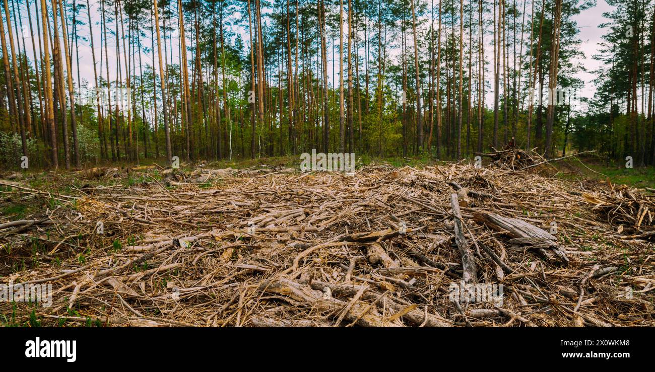Hardwood, Lumber, Wood Chips From Tree Trunks In Deforestation Area ...
