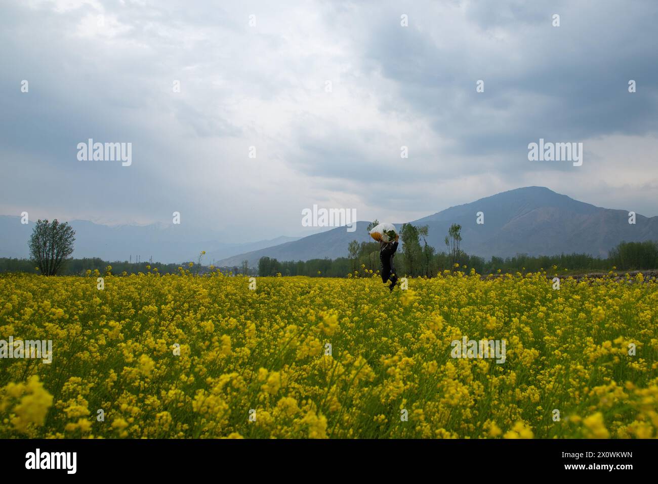 A Kashmiri woman carrying a sack walks alongside a blooming mustard ...