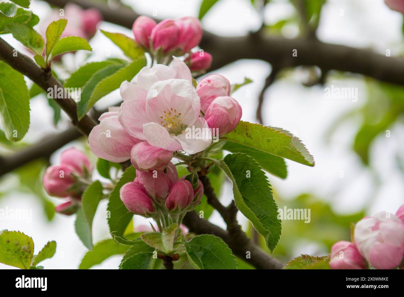 Life cycle of apple tree hi-res stock photography and images - Alamy