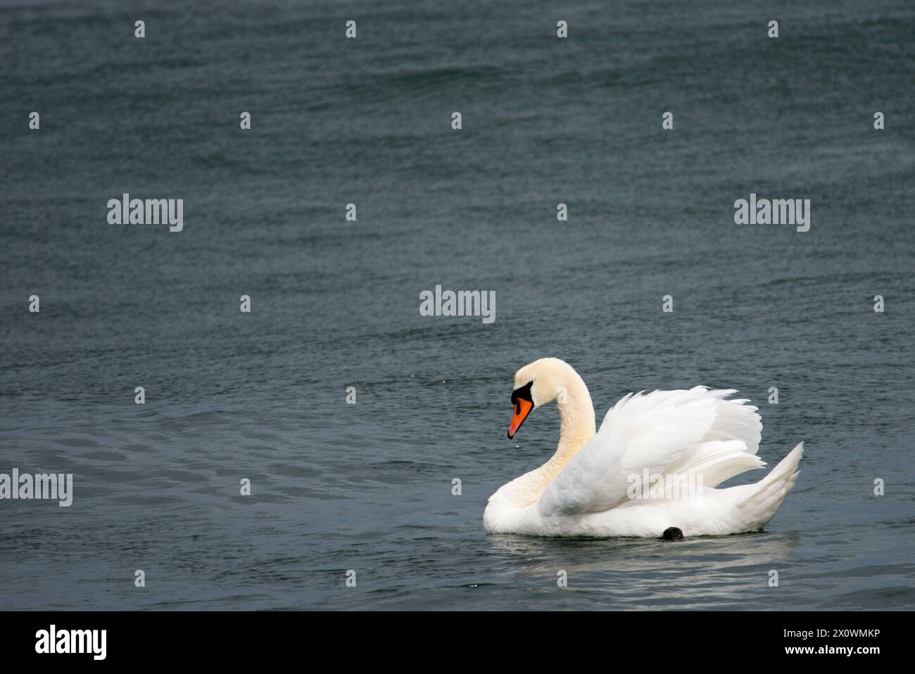 This stock image beautifully captures the serene elegance of a white ...