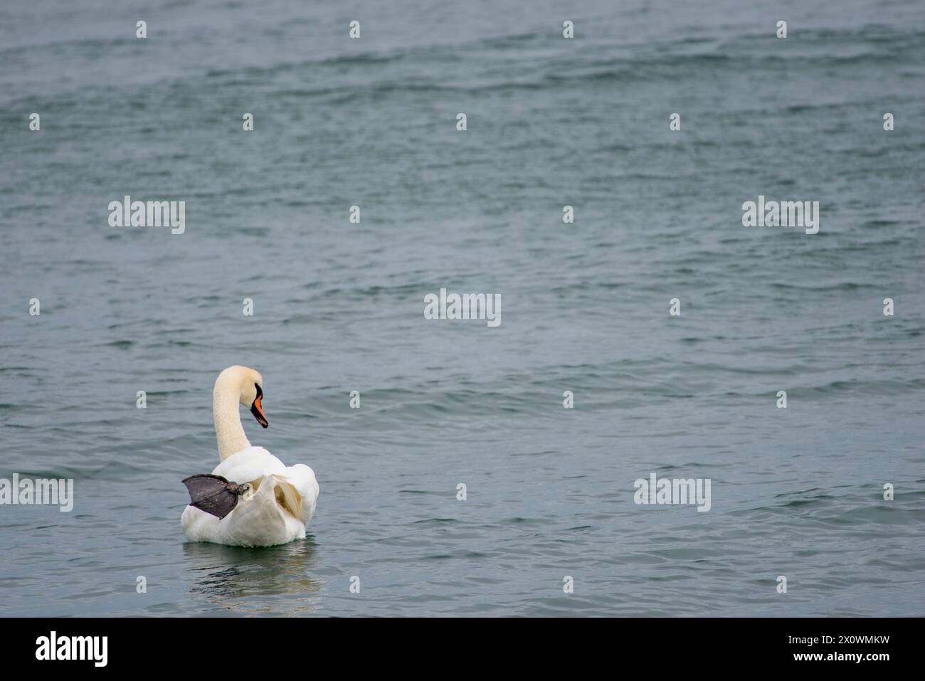 This unique stock image features the back view of a resting white swan ...