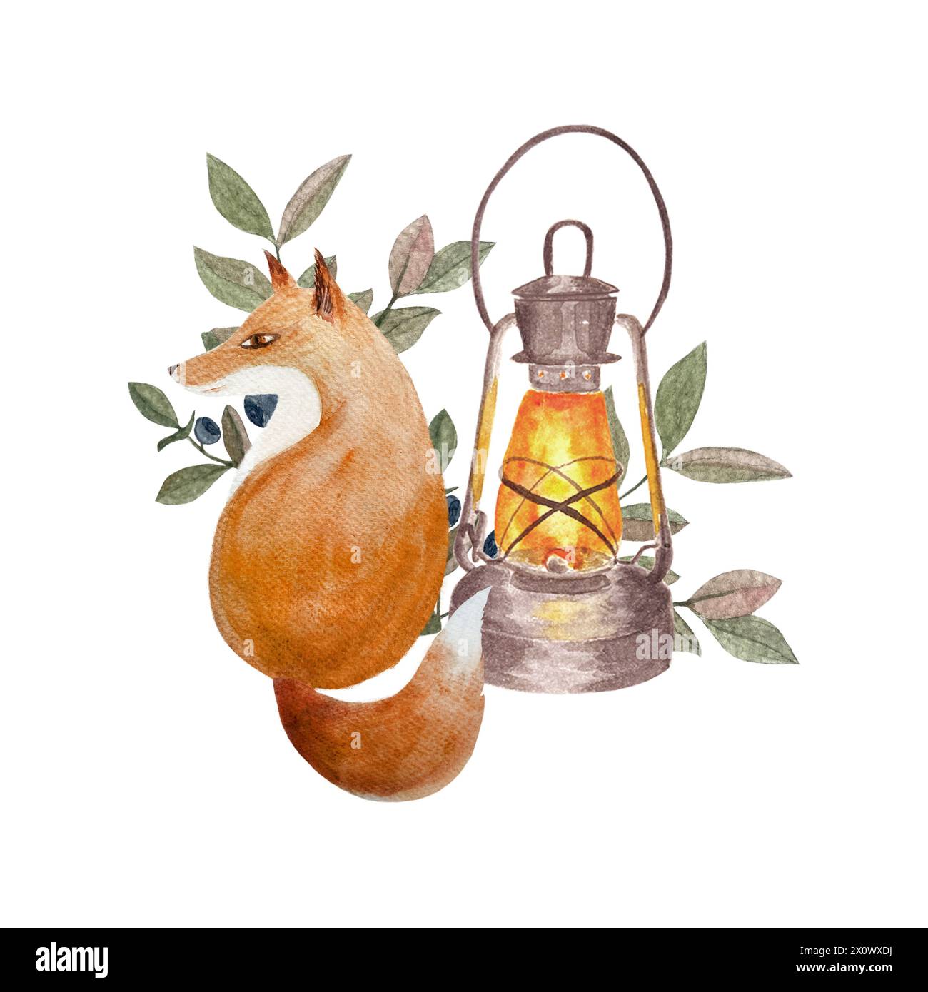Lantern, fox with a blueberry twig watercolor illustration isolated on white. Hand drawn high ...