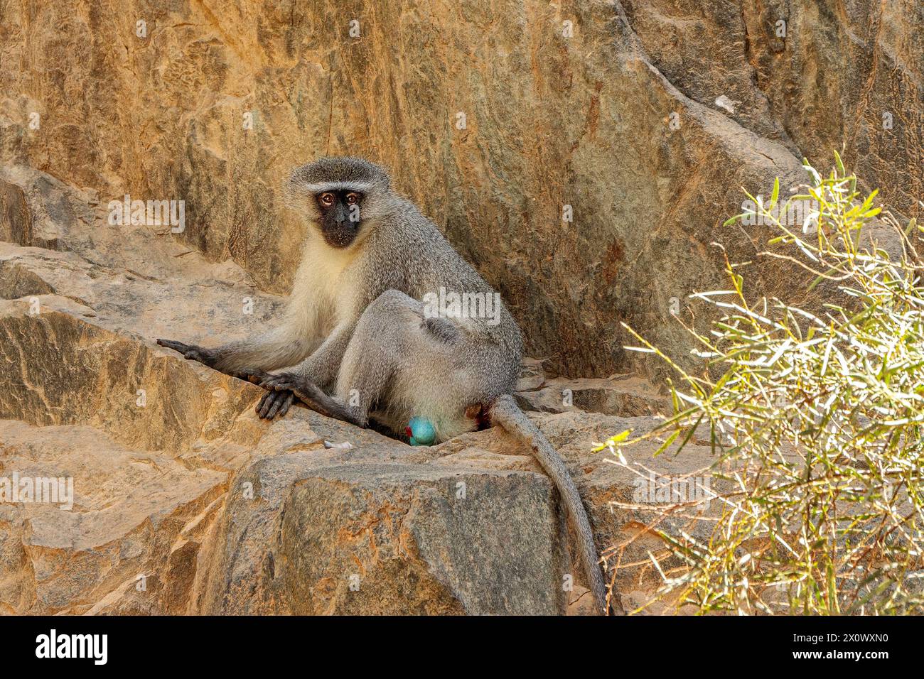 Vervet monkey sitting on a cliff face displaying bright blue genitalia ...