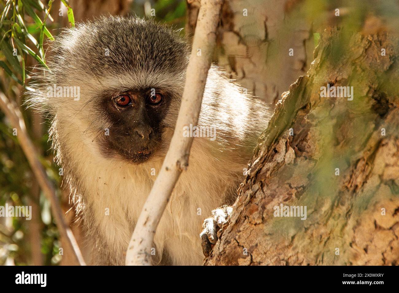 Monkey climbing up in tree hi-res stock photography and images - Alamy