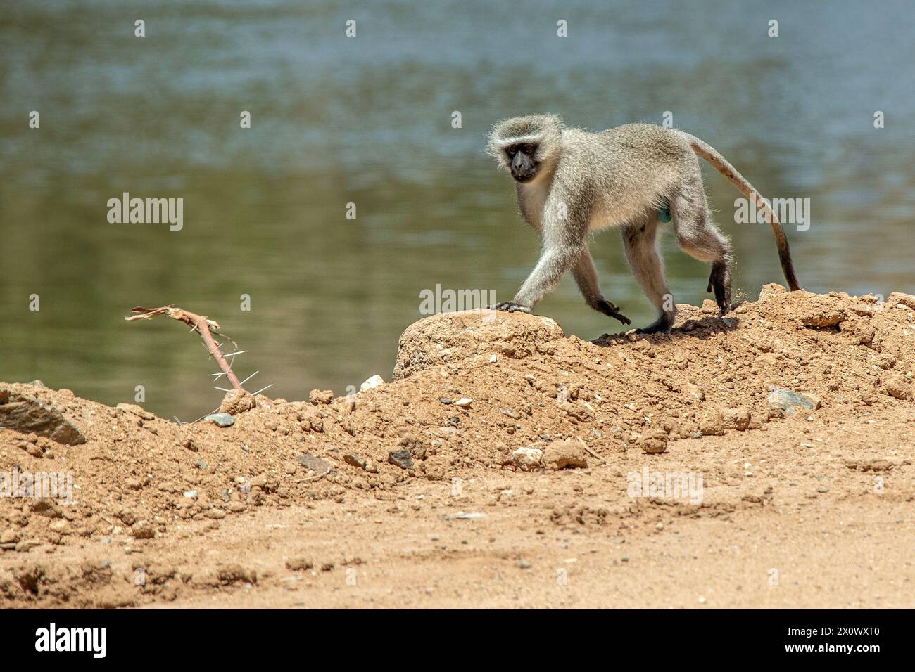 Vervet monkey walking along bank of earth with the Orange river behind ...
