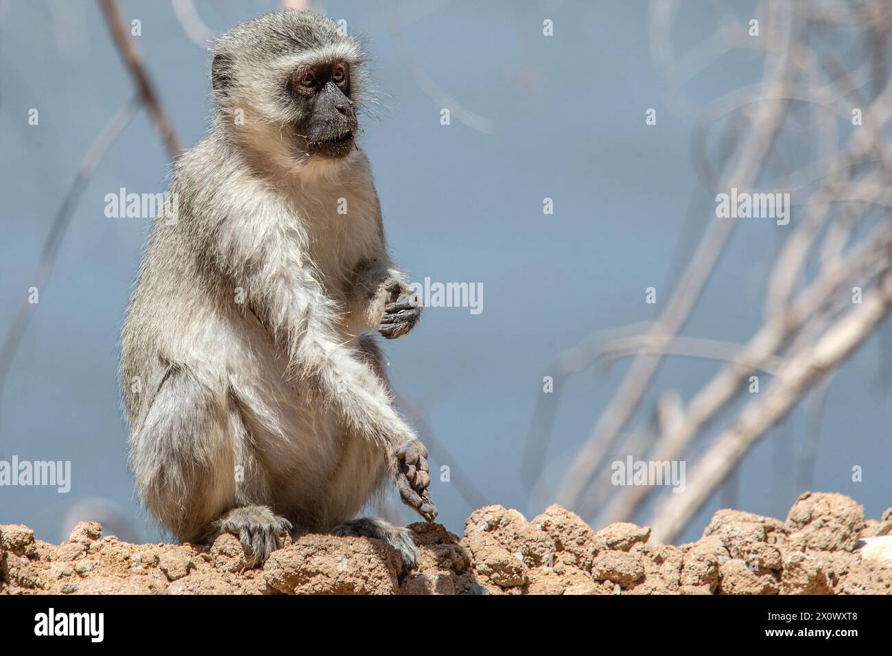 Vervet monkey sitting on a mound of earth by the Orange river ...
