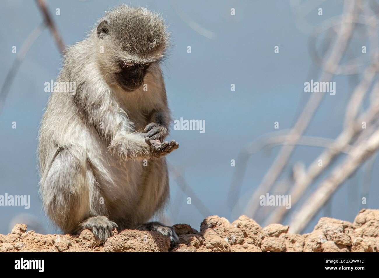 Vervet monkey sitting on mound of earth by the Orange River examining ...